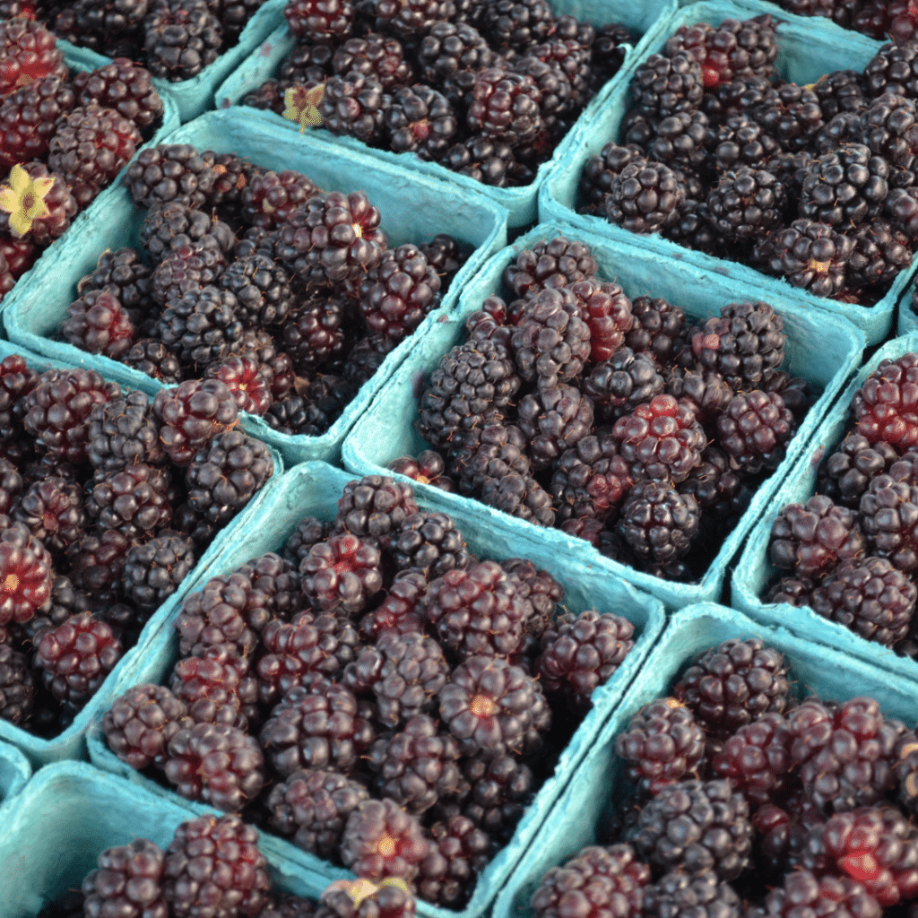 Easy Boysenberry Pie Recipe With Lattice Crust - More Momma!